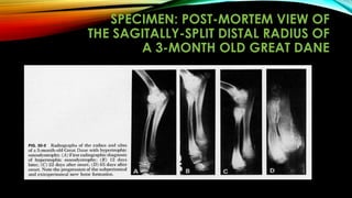 Hypertrophic Osteodystrophy | PPTX | Bone and Joint Conditions ...