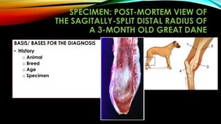 Hypertrophic Osteodystrophy | PPTX | Bone and Joint Conditions ...