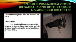 Hypertrophic Osteodystrophy | PPTX | Bone and Joint Conditions ...