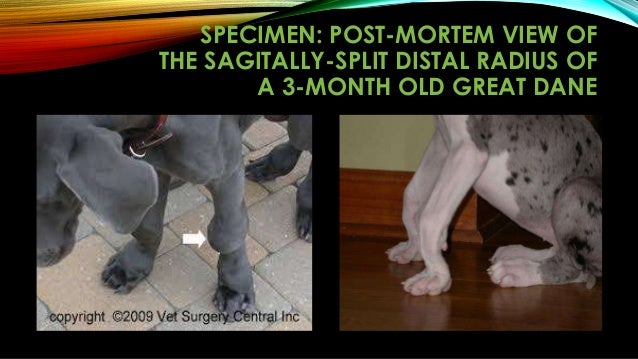 Hypertrophic Osteodystrophy