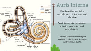 Case Method Sense of Hearing Group 3.pdf