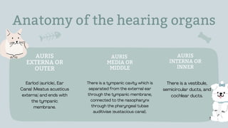 Case Method Sense of Hearing Group 3.pdf