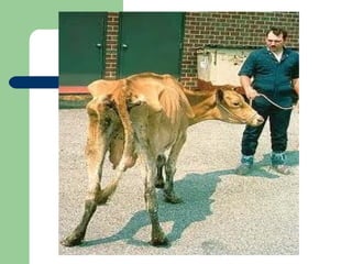 Hypovolumic shock deer | PPT