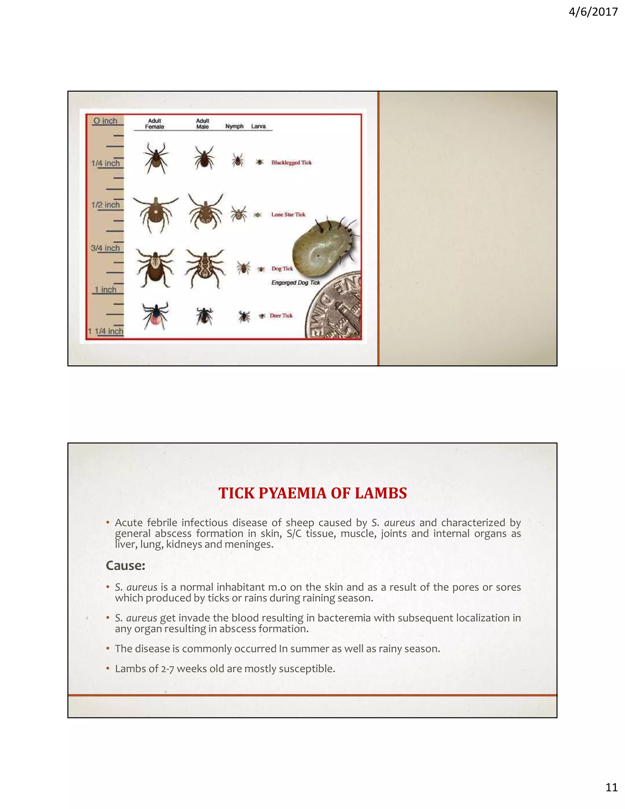 Caseous lymphadenitis | PDF