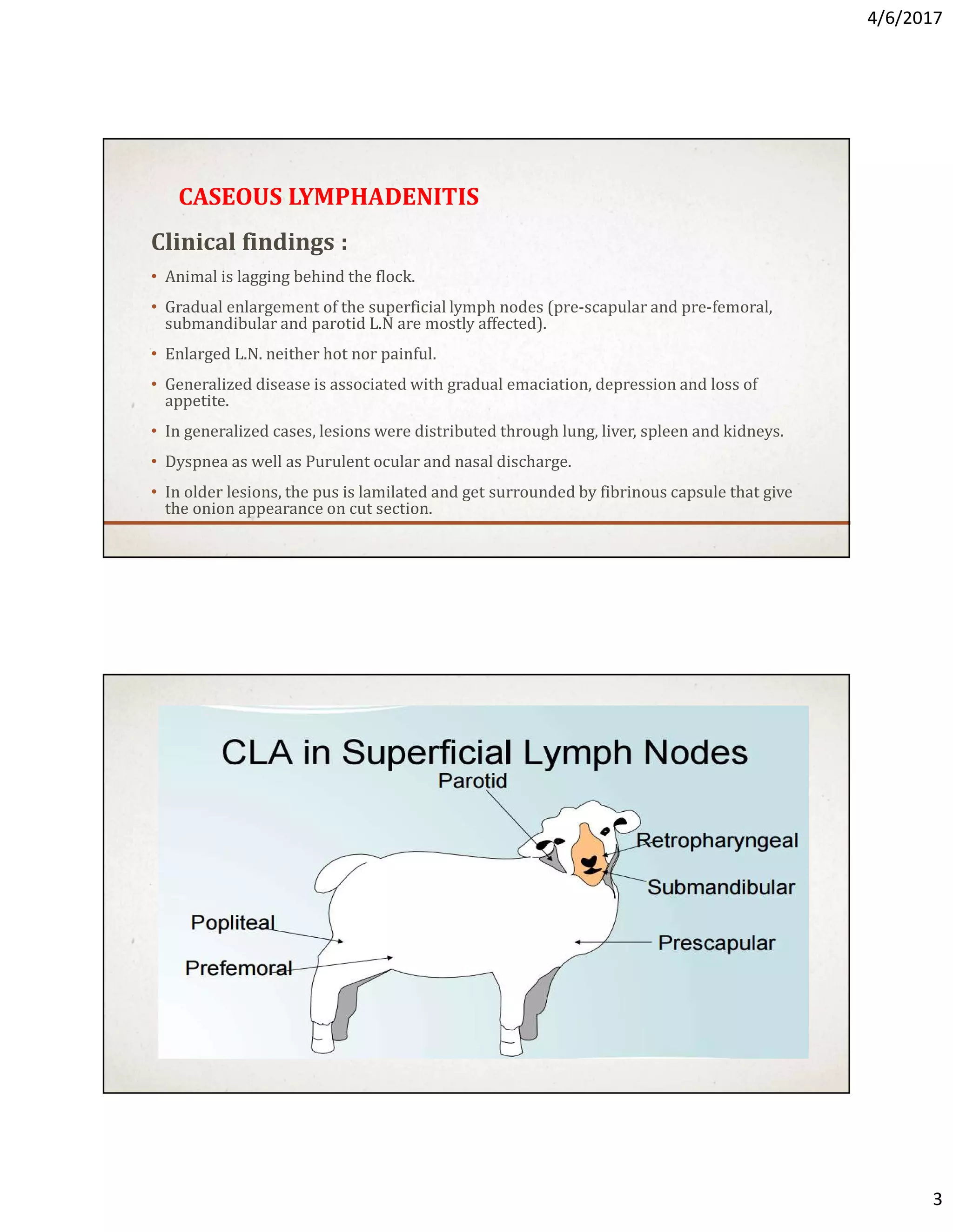 Caseous lymphadenitis | PDF
