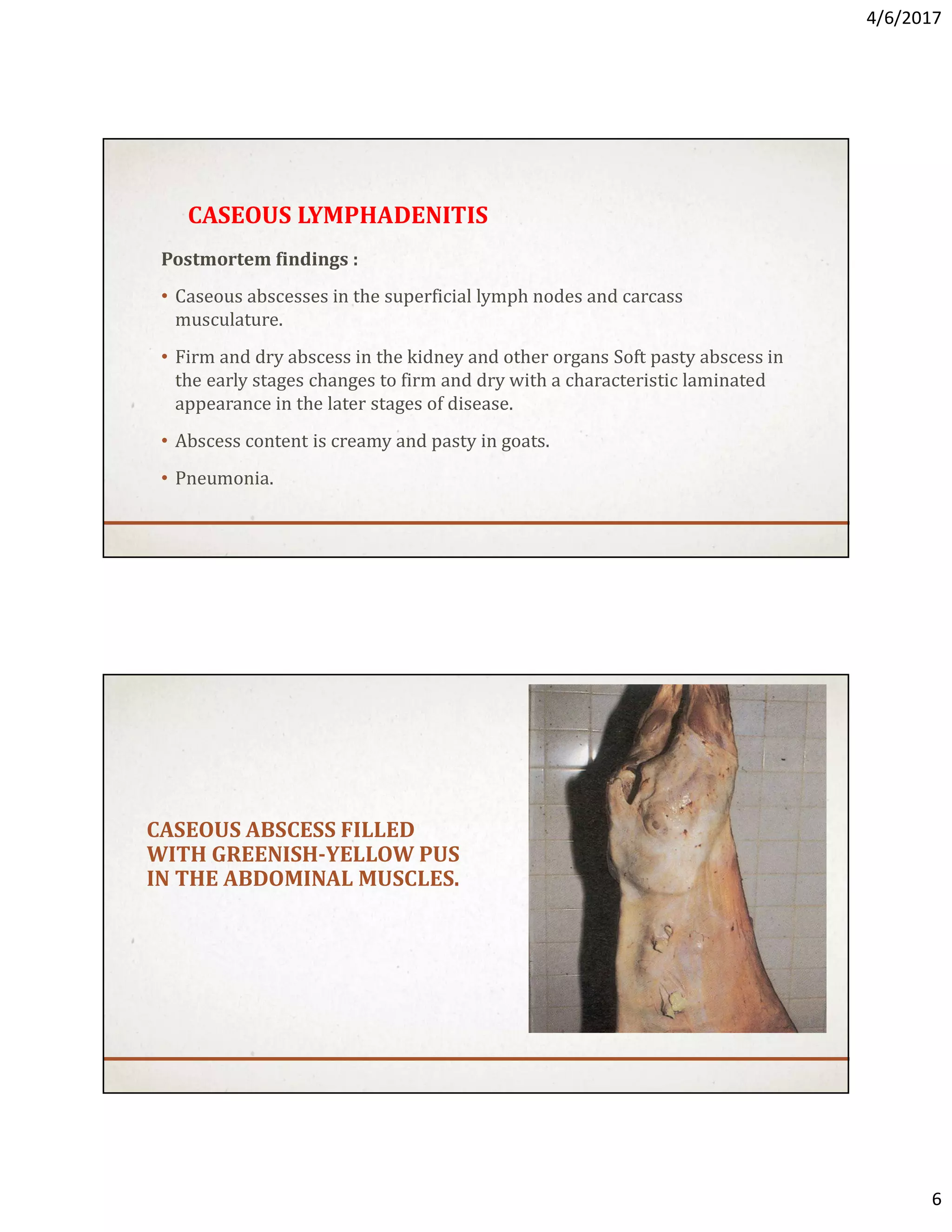 Caseous lymphadenitis | PDF