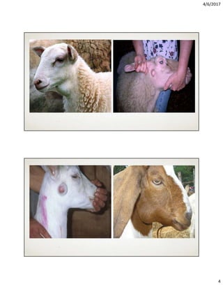 Caseous lymphadenitis | PDF