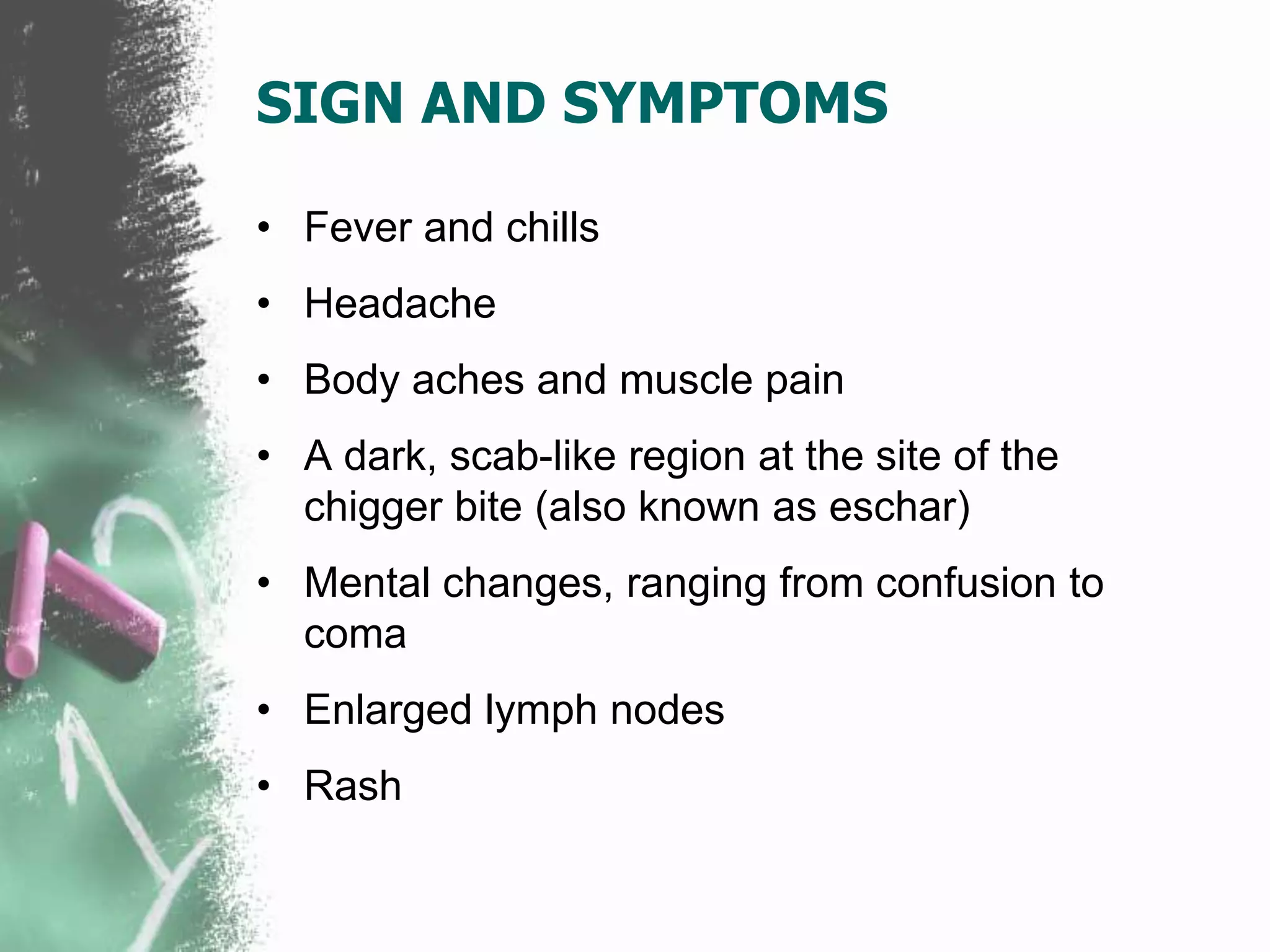 scrub typhus | PPTX