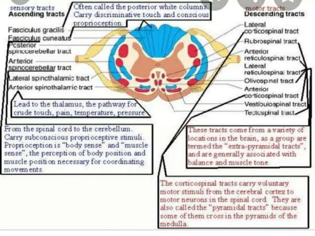CASE PRESENTATION - SPINAL CORD INJURY BY HIMANIKAUSHIK - .pptx