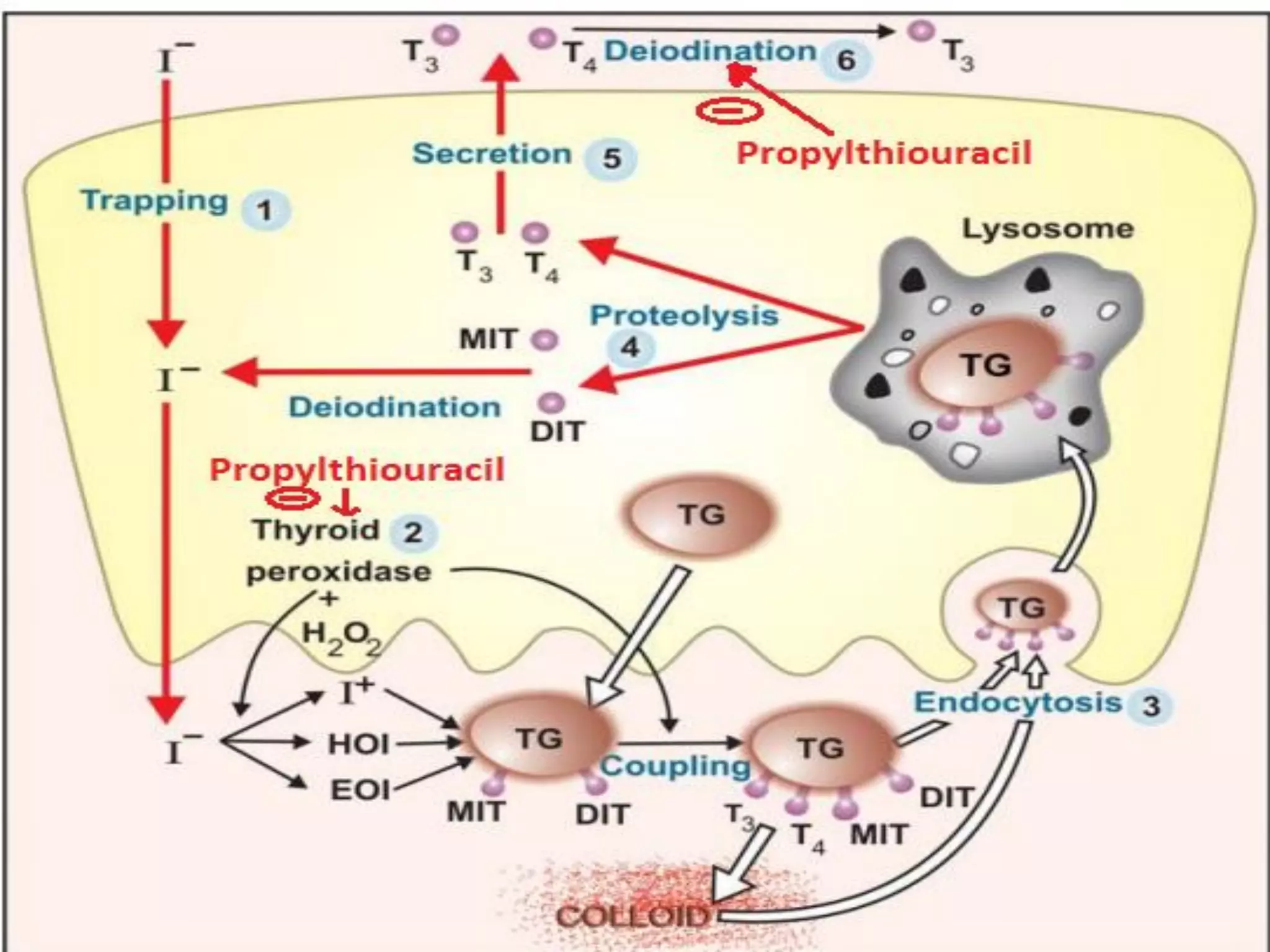 Case presentation on hyperthyroidism | PDF
