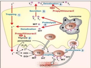 Case Presentation On Hyperthyroidism Pdf