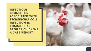 Case report on broiler infectious bronchitis with E coli in commercial ...