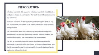 Case report on broiler infectious bronchitis with E coli in commercial ...