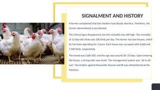 Case report on broiler infectious bronchitis with E coli in commercial ...