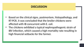 Case report on broiler infectious bronchitis with E coli in commercial ...
