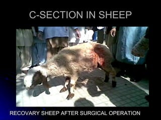 Case report by fazali raziq | PPT