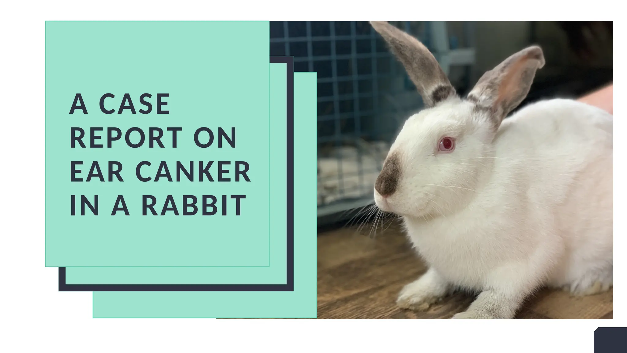 Case report on laboratory animals ear canker.pptx | Free Download
