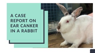 Case report on laboratory animals ear canker.pptx