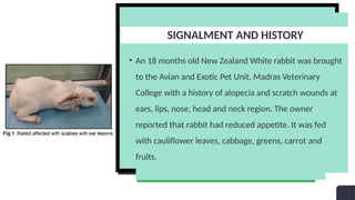 Case report on laboratory animals ear canker.pptx