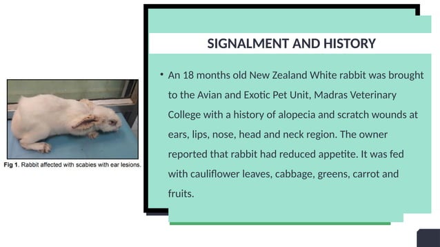 Case report on laboratory animals ear canker.pptx