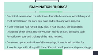 Case report on laboratory animals ear canker.pptx