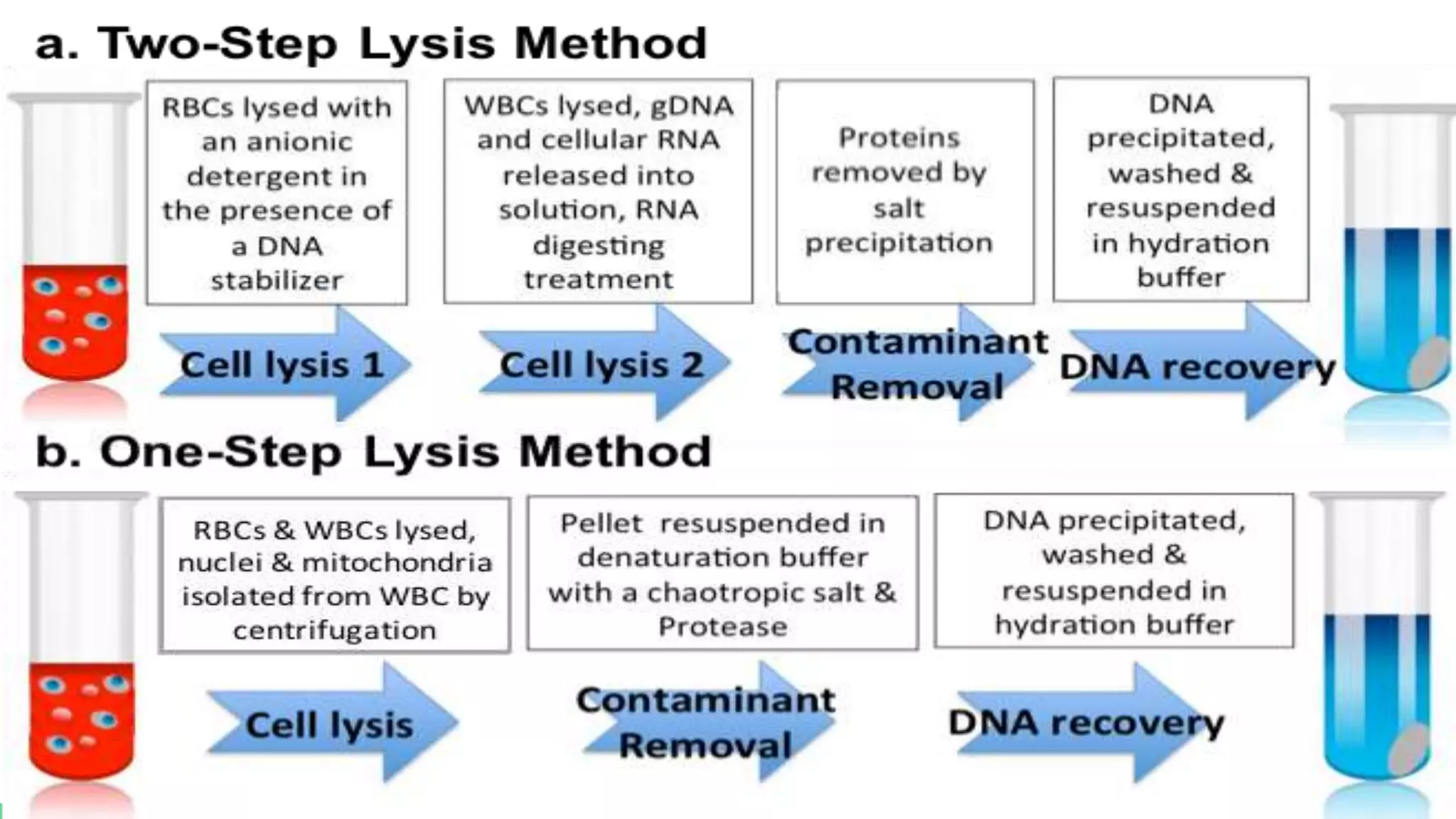 Biochemistry: A pivotal aspects in forensic science | PPTX