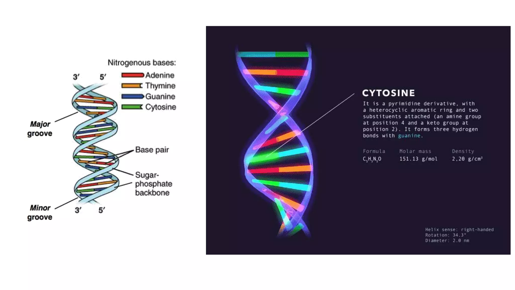 Biochemistry: A pivotal aspects in forensic science | PPTX