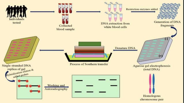 Biochemistry: A pivotal aspects in forensic science | PPTX | Genetics ...