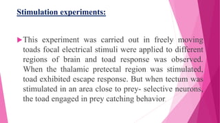 Case studies of animal welfare to elaborate the | PPTX