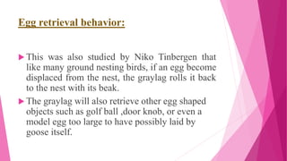 Case studies of animal welfare to elaborate the | PPTX