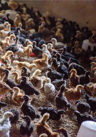 Case studies poultry (1) final design | PDF