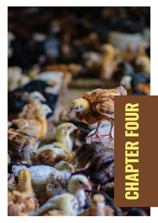 Case studies poultry (1) final design | PDF