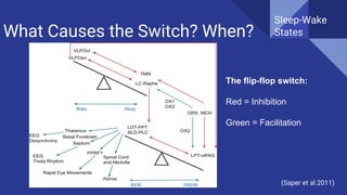 Neurobiology of sleep onset: the Sleep-wake switch | PDF