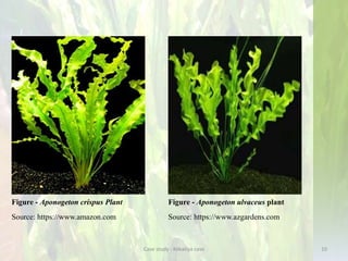 Kekatiya case, bio piracy of Sri Lanka’s biodiversity | PPT