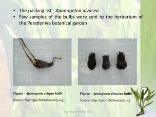 Kekatiya case, bio piracy of Sri Lanka’s biodiversity | PPT