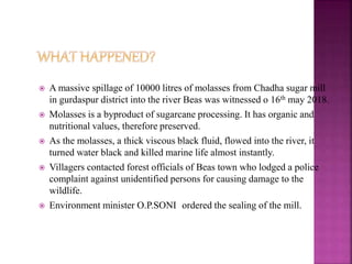 Case study on molasses spill in Punjab | PPTX