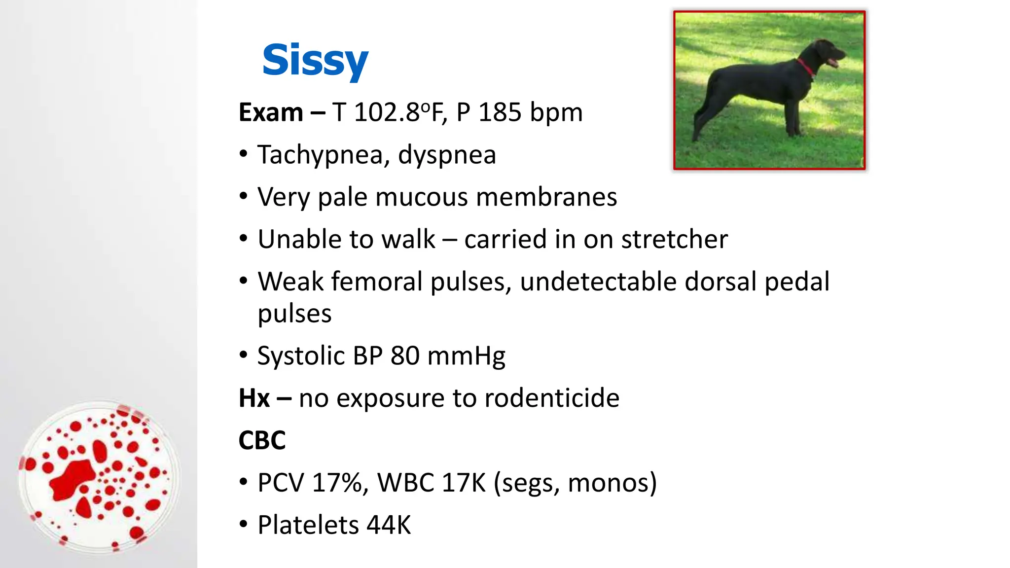 Nice veterinary medicine Case studies.ppt