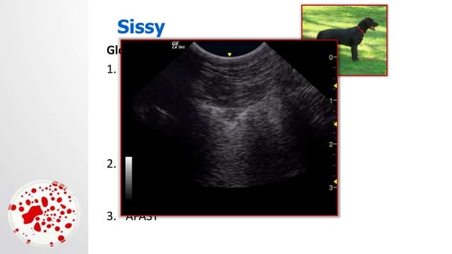 Nice veterinary medicine Case studies.ppt | Blood Disorders | Diseases ...