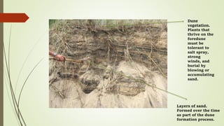 A2 CAMBRIDGE GEOGRAPHY: COASTAL ENVIRONMENTS - CASE STUDY NEW ZEALAND | PPT