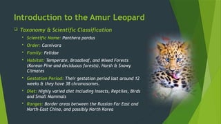 Case Study for Conservation of Amur Leopards.pptx