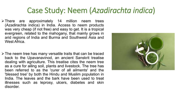 Case study on Neem, Turmeric and Basmati rice | PPTX