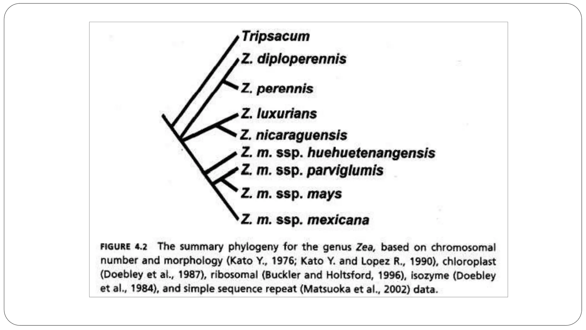 Case Study – Maize Origins, Domestication, Evolution and Selection.pptx