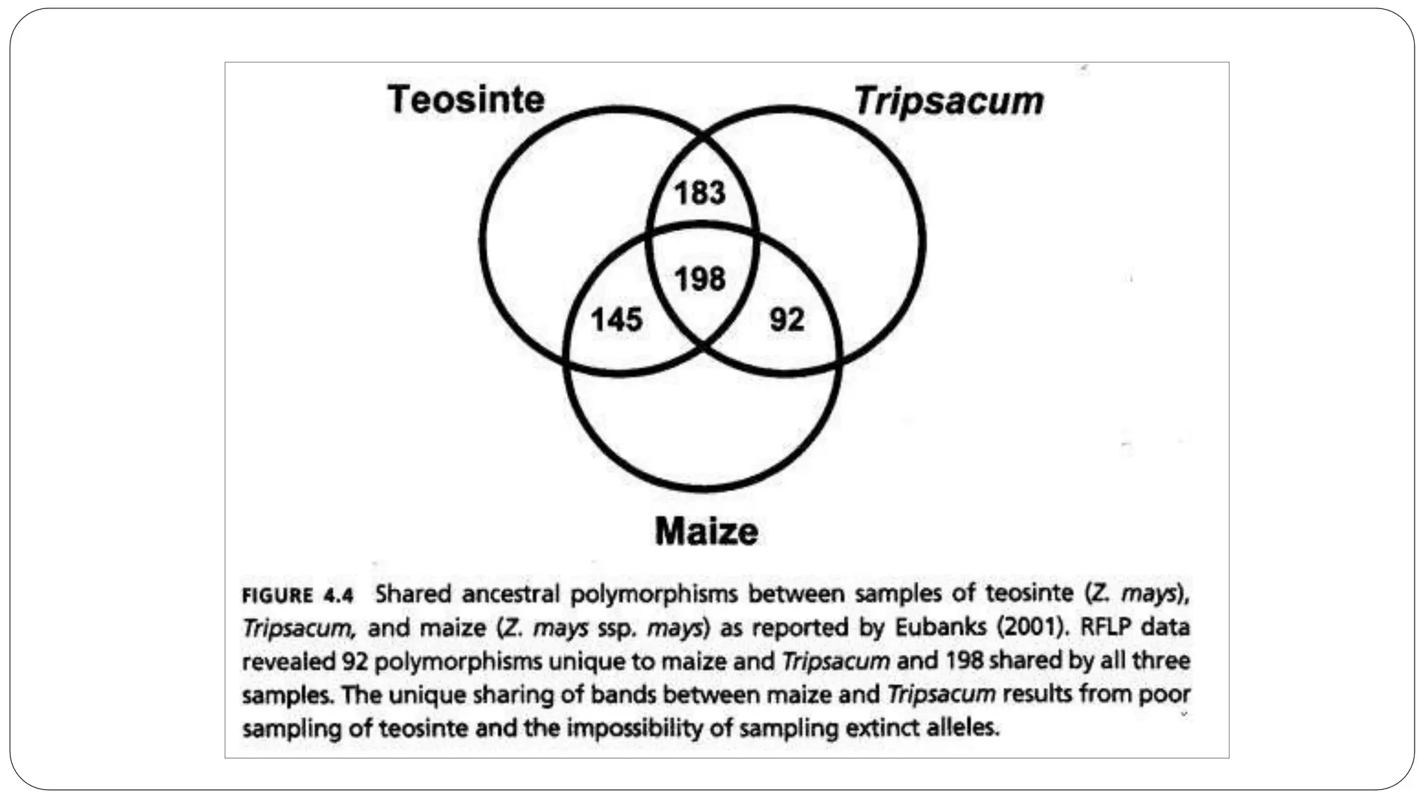 Case Study – Maize Origins, Domestication, Evolution and Selection.pptx