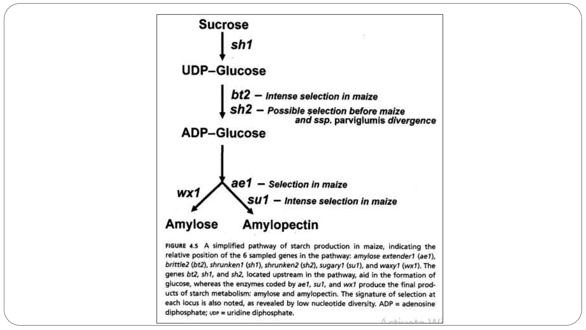 Case Study – Maize Origins, Domestication, Evolution and Selection.pptx