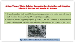 Case Study – Maize Origins, Domestication, Evolution and Selection.pptx