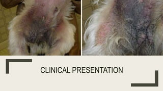 Canine Dermatology Case study module 2.pptx