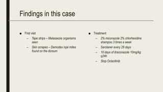 Canine Dermatology Case study module 2.pptx