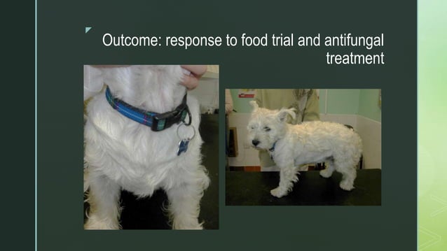 Canine Dermatology Case study module 3.pptx