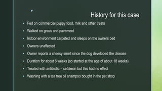 Canine Dermatology Case study module 3.pptx