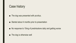 Canine Dermatology Case Study module 4.pptx